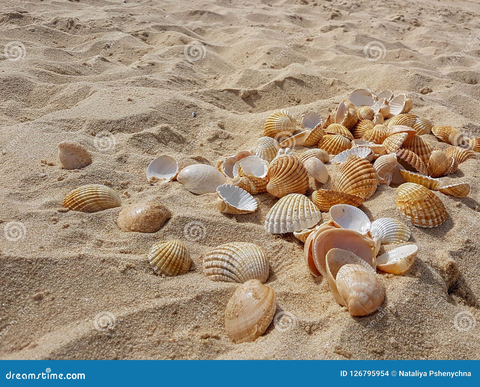 Seeshells stock photo. Image of ocean, sand, destination - 126795954