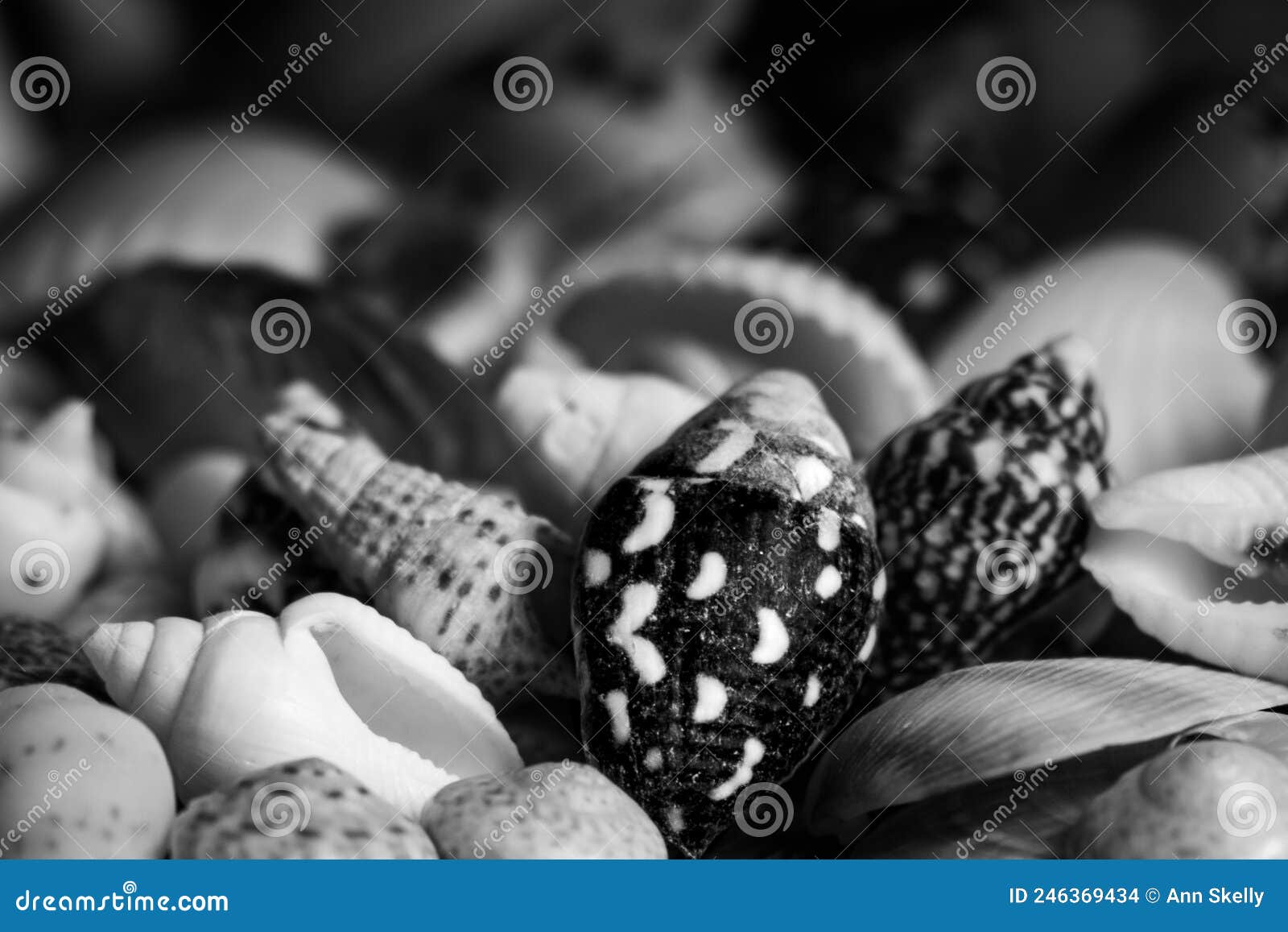Shells in shades of grey stock photo. Image of beaches - 246369434