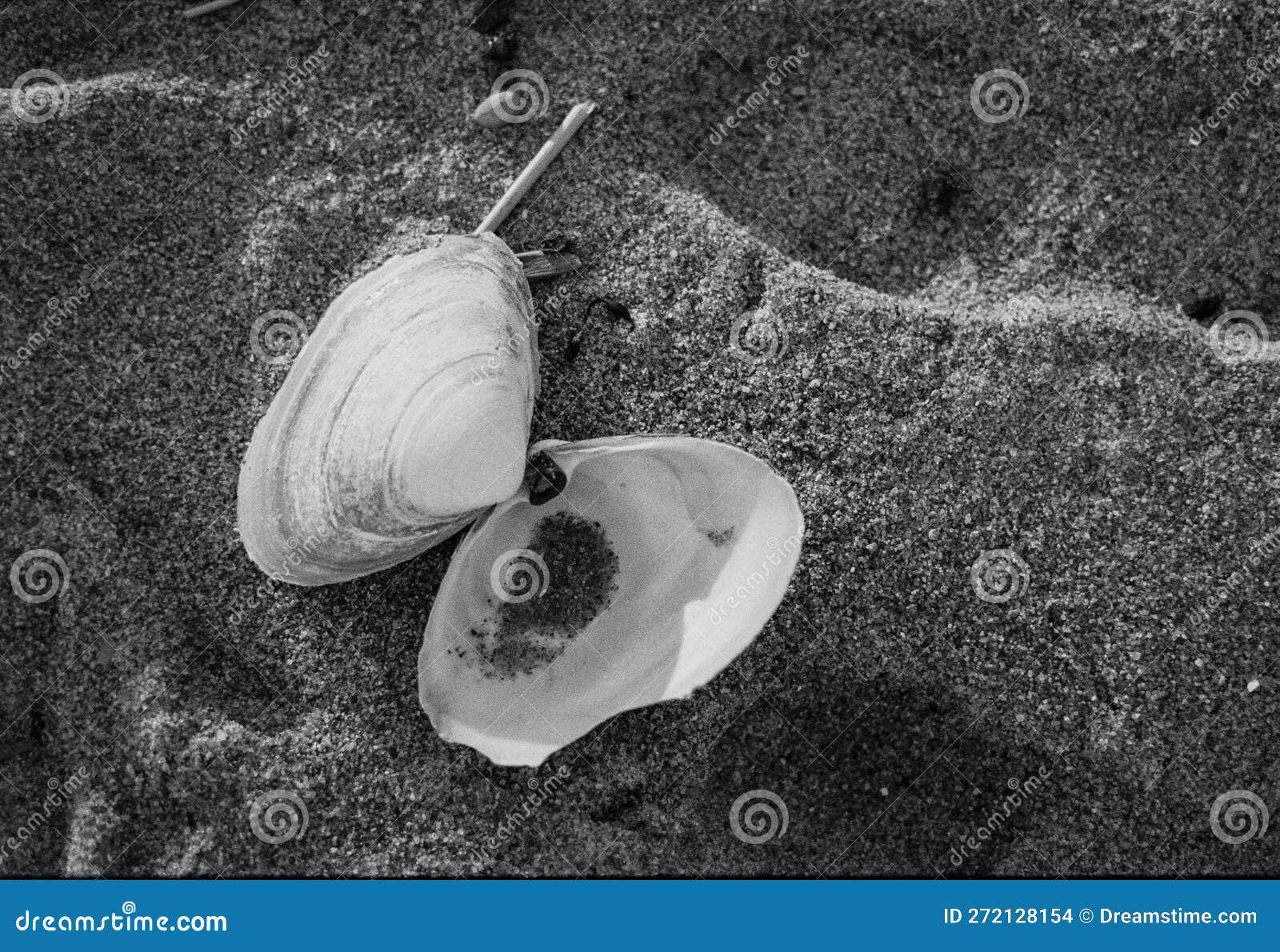 Shells in the Shadows of the Beach Stock Photo - Image of bright ...