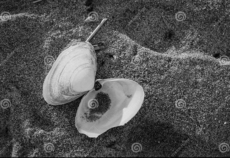 Shells in the Shadows of the Beach Stock Photo - Image of bright ...