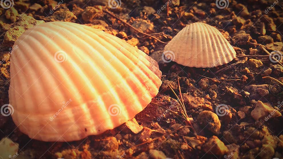 Shells stock photo. Image of outdoors, ground, nature - 109645998