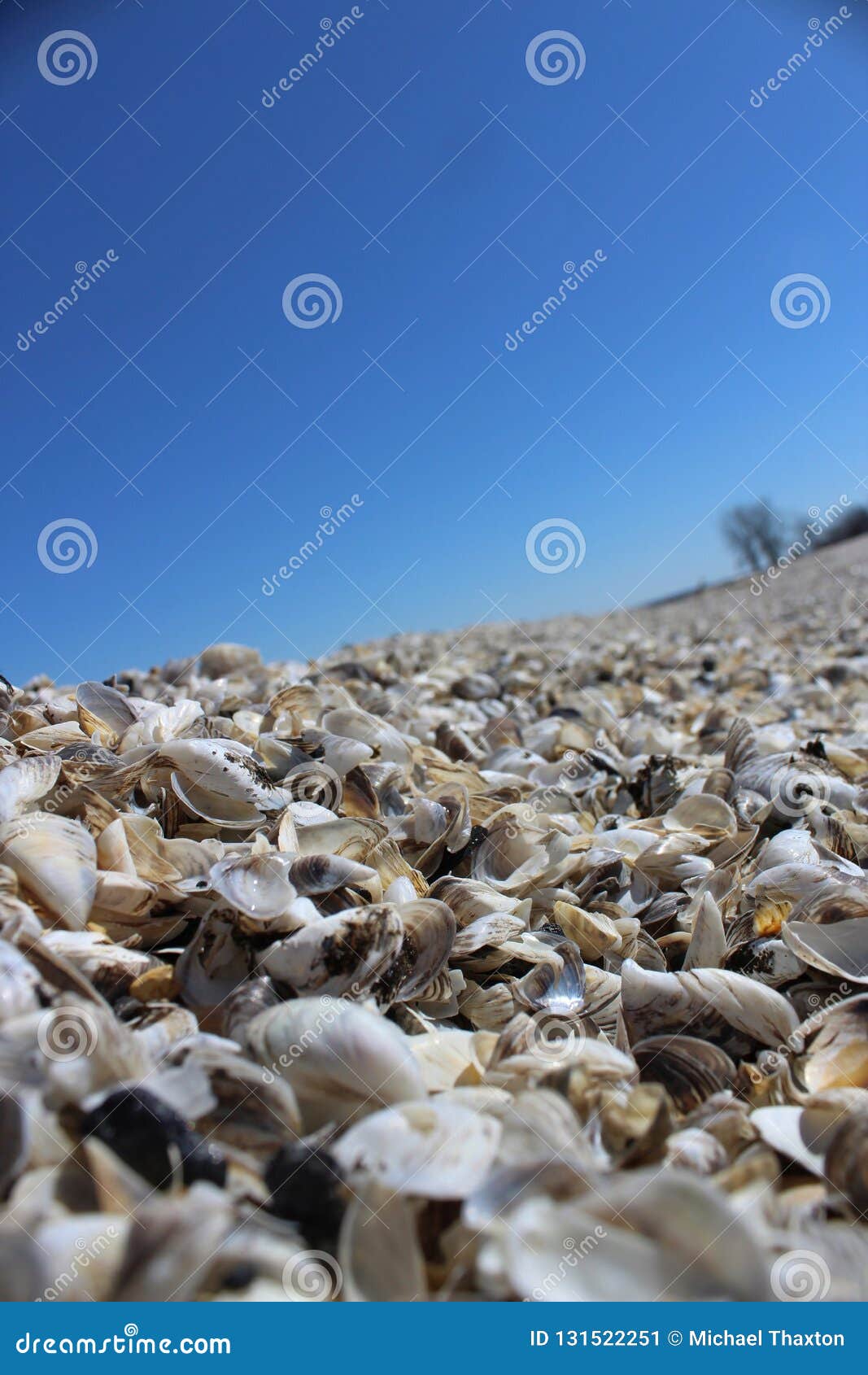 Shells stock image. Image of rochester, beach, lake - 131522251