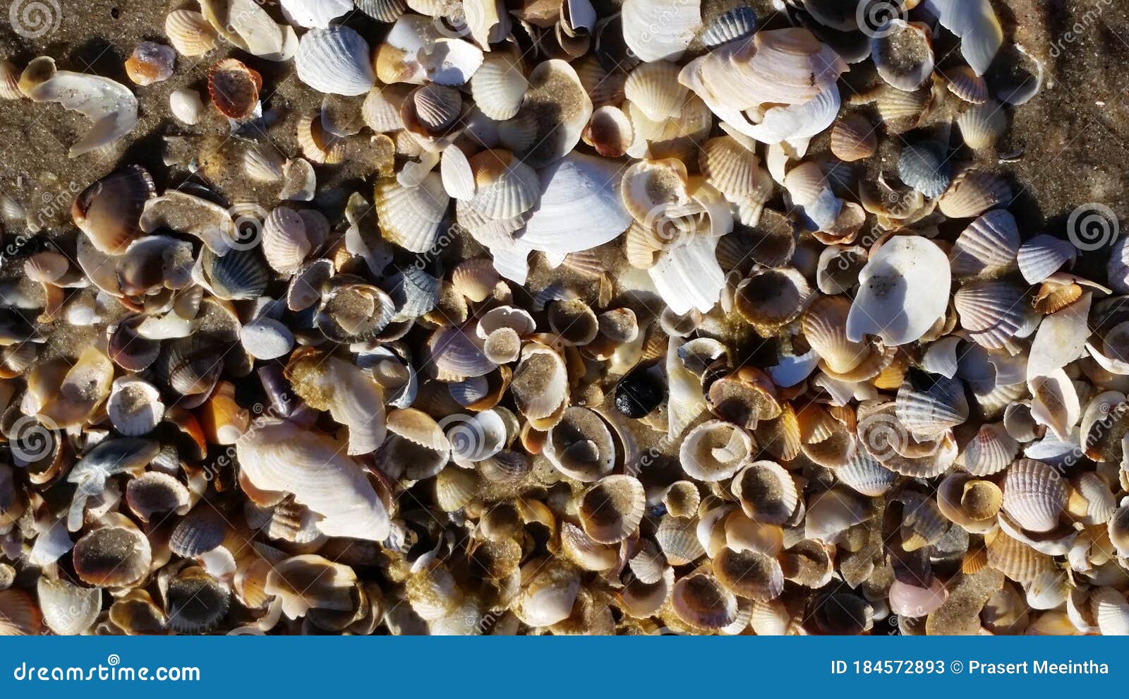 Shells stock image. Image of dirty, seaside, ocean, brown - 184572893
