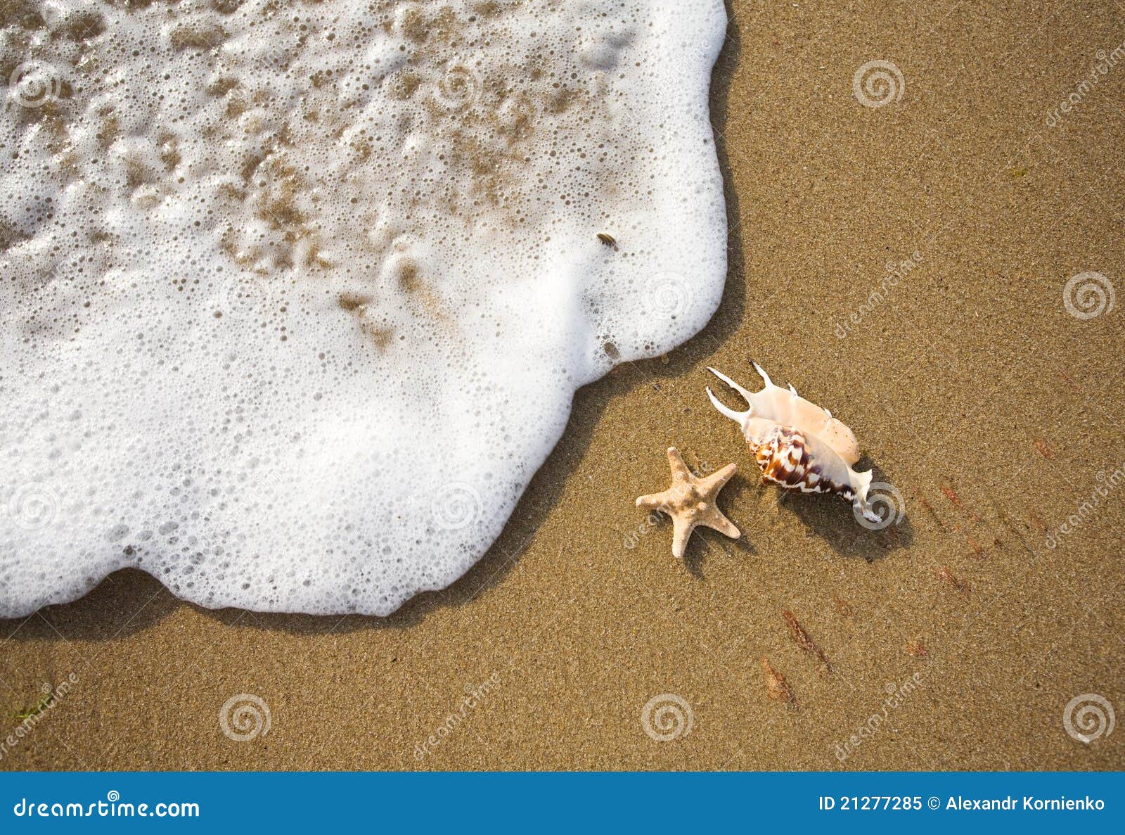 Shells on the shore stock image. Image of island, beach - 21277285