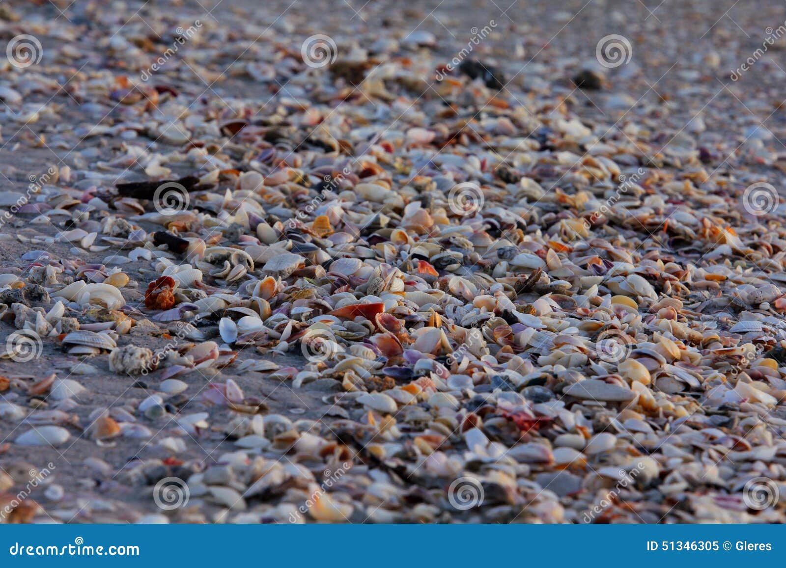 Shells on the shore stock image. Image of nature, ocean - 51346305