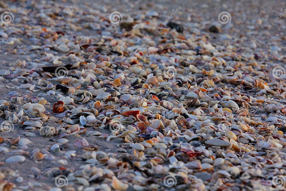 Shells on the shore stock image. Image of nature, ocean - 51346305