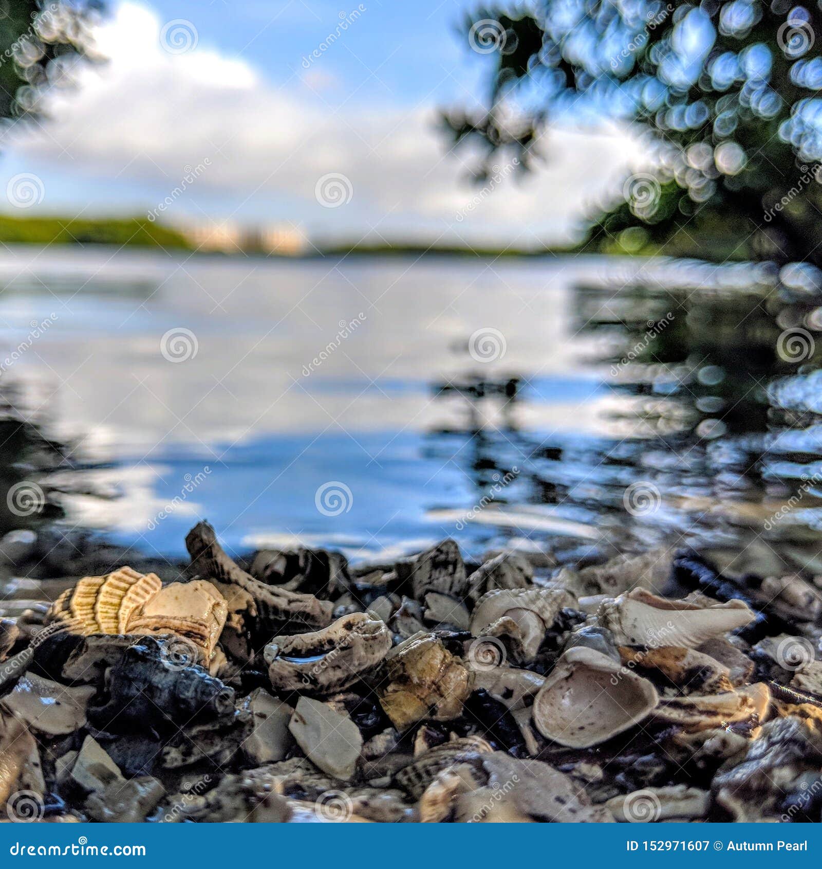 Shells on the Shore by Water Close-up Stock Image - Image of colors ...