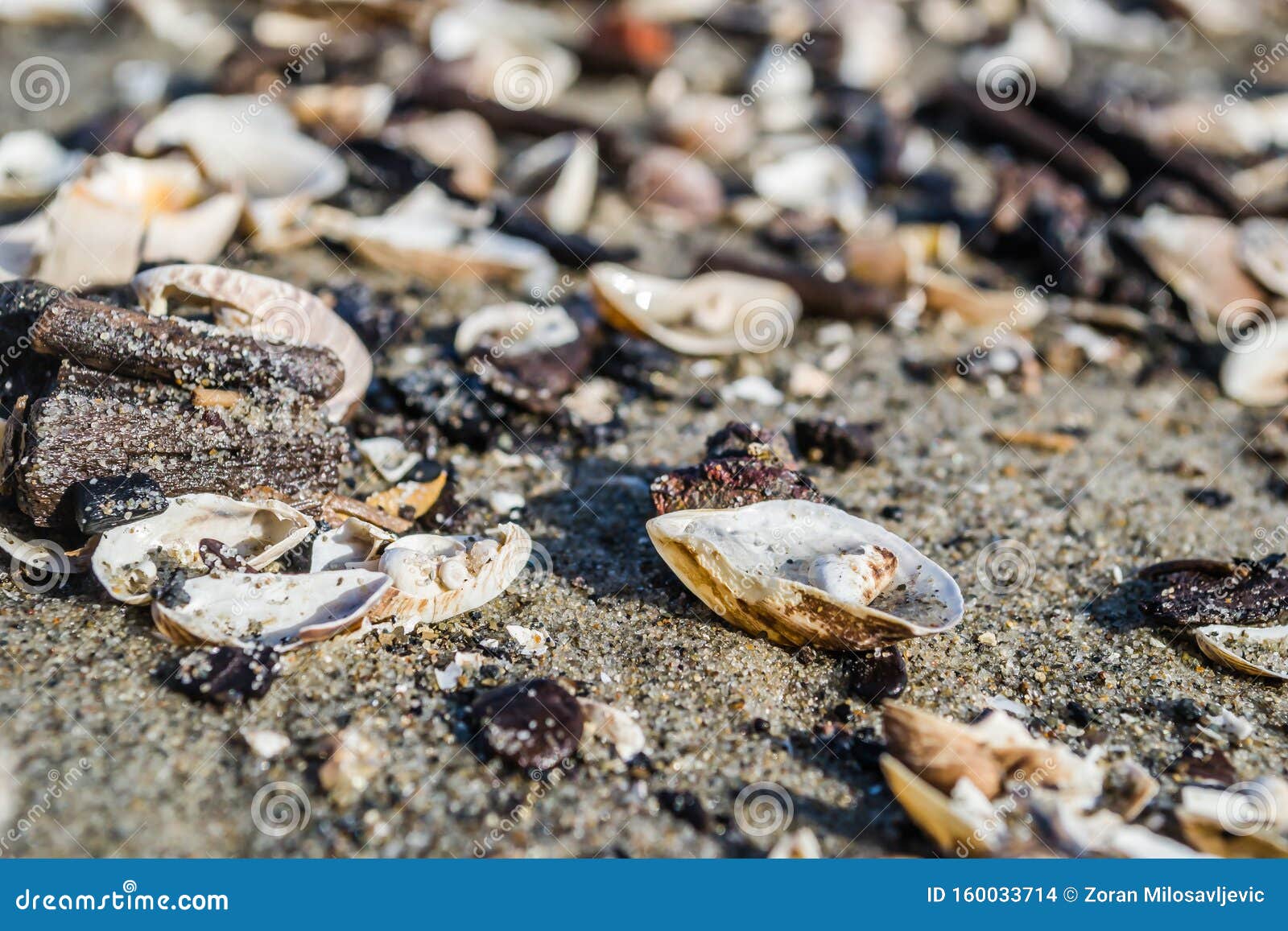 Shells on the Shores of the Danube River. Stock Photo - Image of object ...