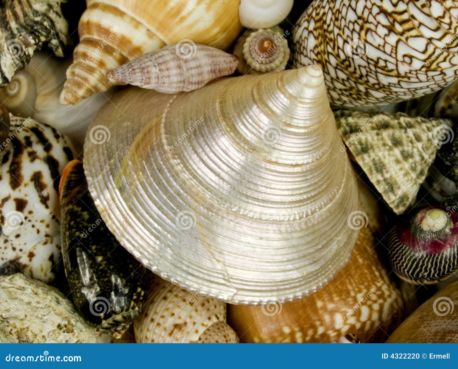 Shells of snails stock photo. Image of summer, shape, conch - 4322220