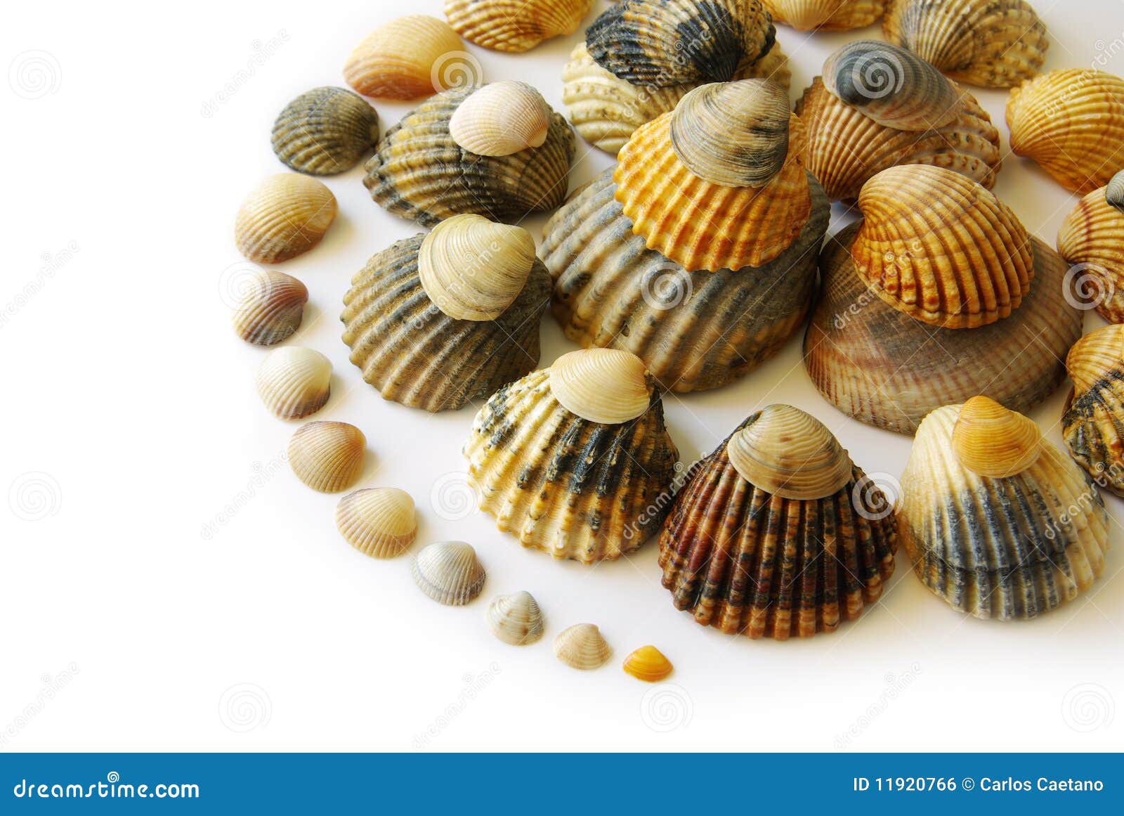 Shells Spiral stock photo. Image of macro, nature, sand - 11920766
