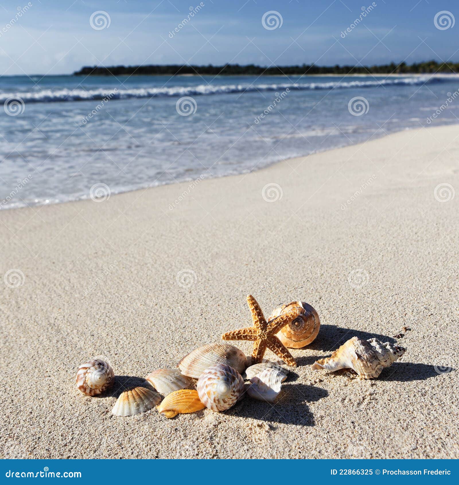 Shells square stock image. Image of outside, sand, close - 22866325