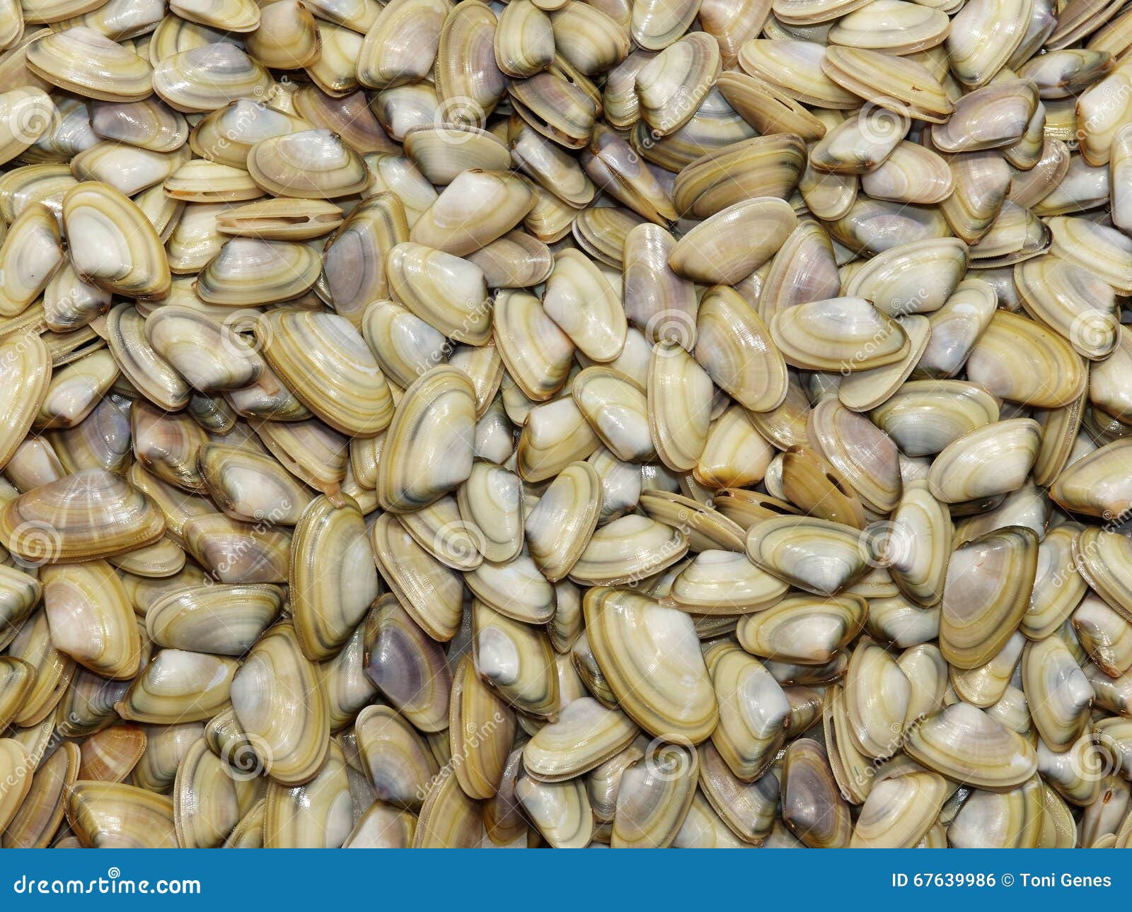 Shells on a Stand in Spanish Fish Market Stock Photo - Image of oysters ...