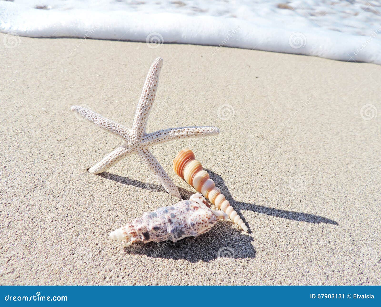 Shells and Star Fish at the Beach Stock Image - Image of outdoors ...