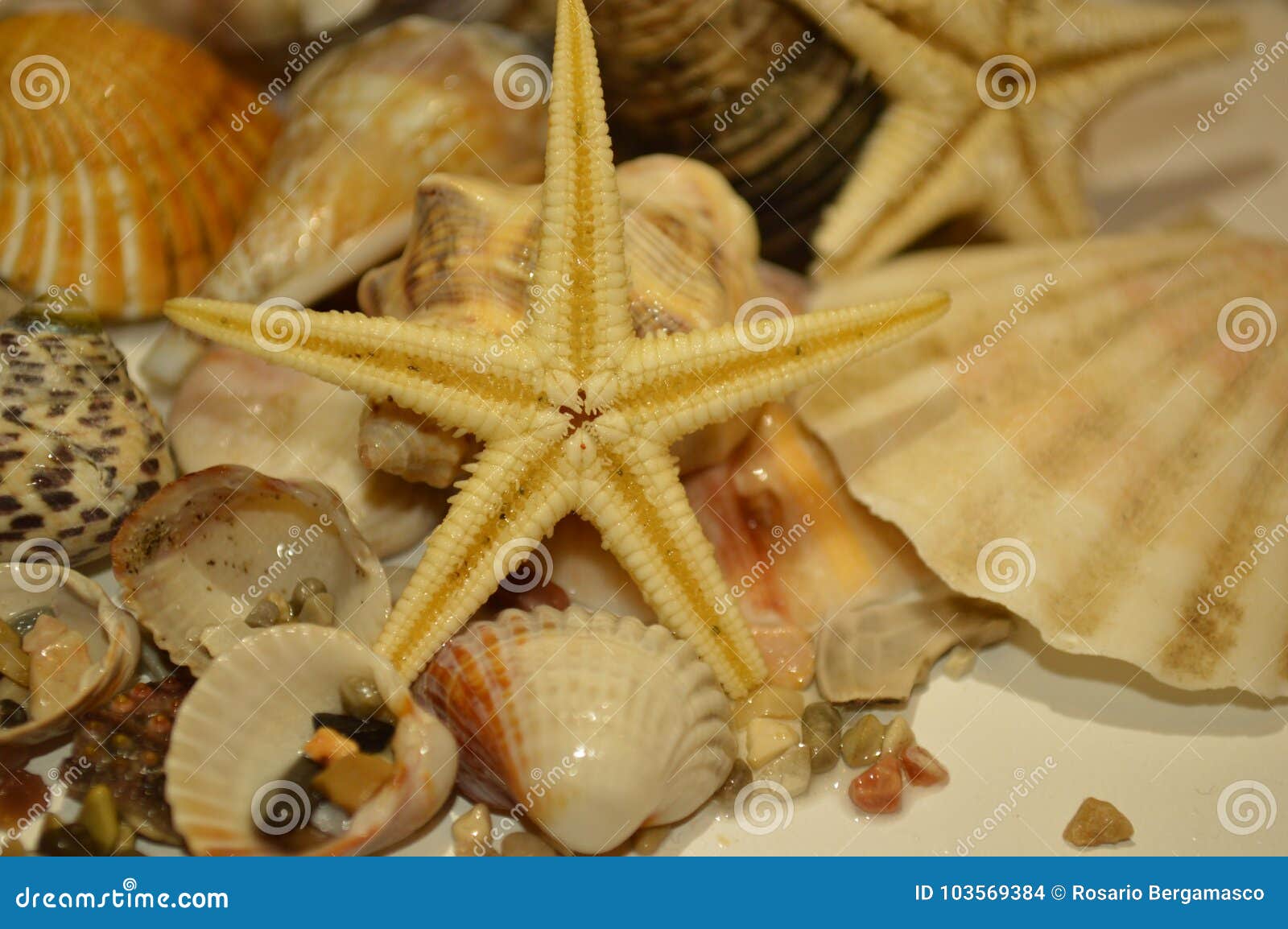 Shells star of sea stock photo. Image of beach, star - 103569384