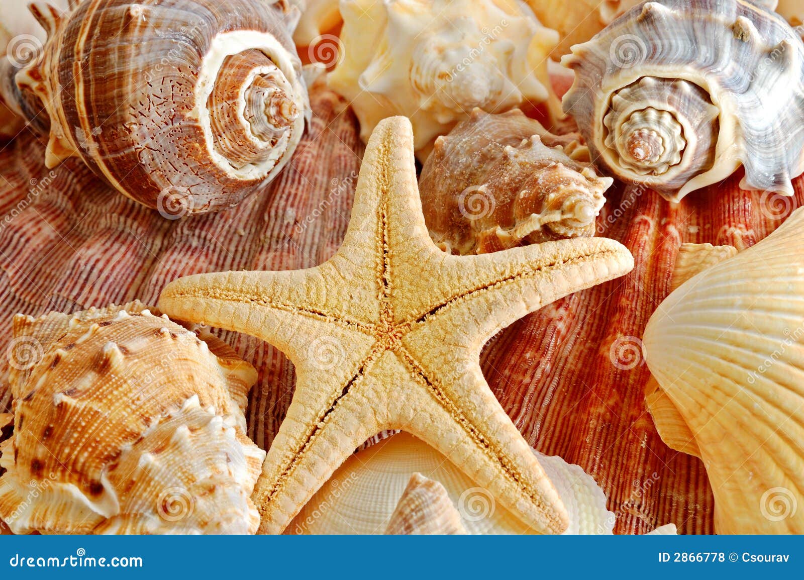 Shells And Starfish Royalty Free Stock Photos - Image: 2866778