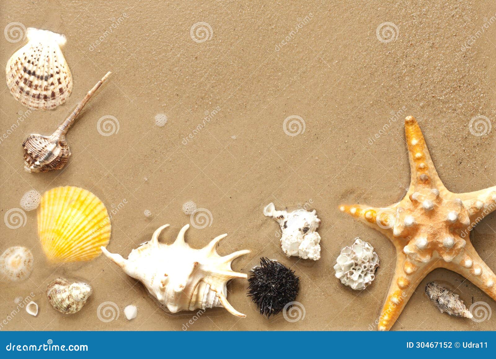 Shells and Starfish on Beach on Sand Stock Photo - Image of ocean ...