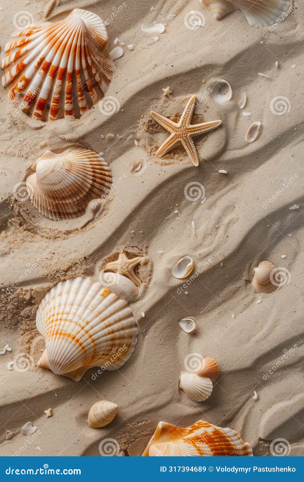 Shells and Starfish on the Beach Stock Image - Image of animal, shell ...