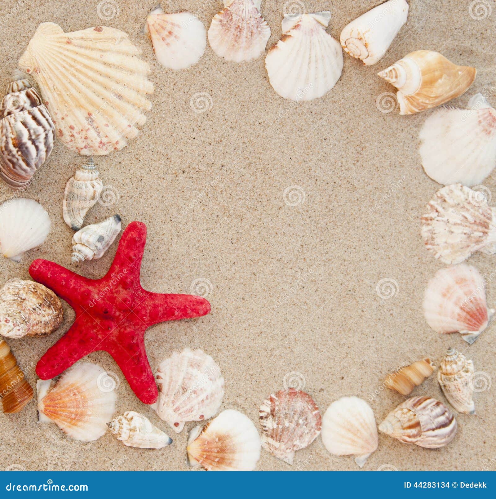 Shells and Starfish - Frame Stock Photo - Image of coast, pretty: 44283134