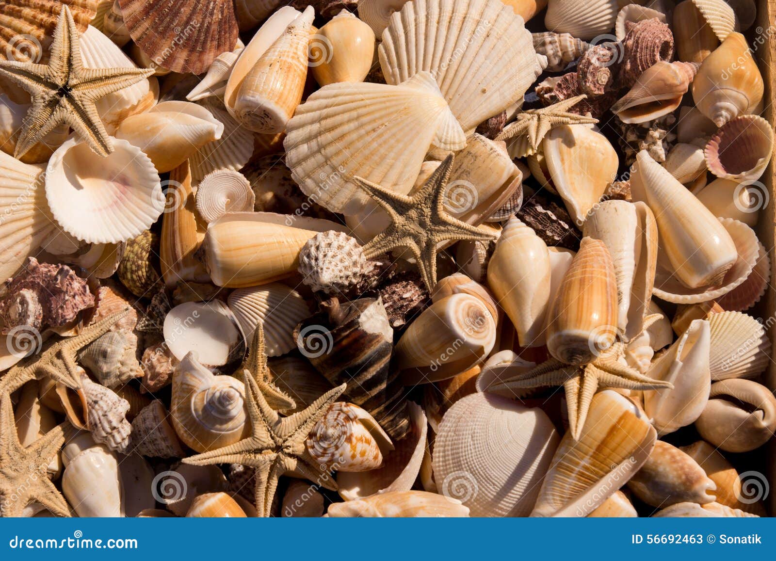 Shells and Starfish Pattern Stock Image - Image of abstract, shape ...