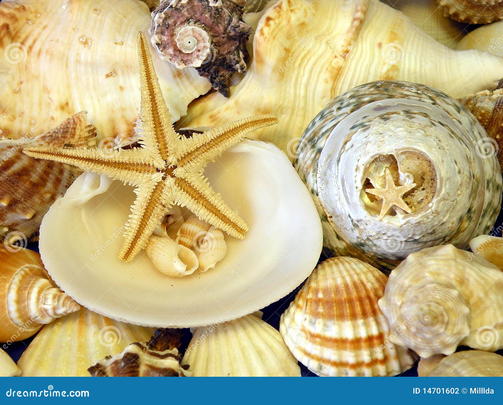 Shells and stars stock photo. Image of diving, decor - 14701602