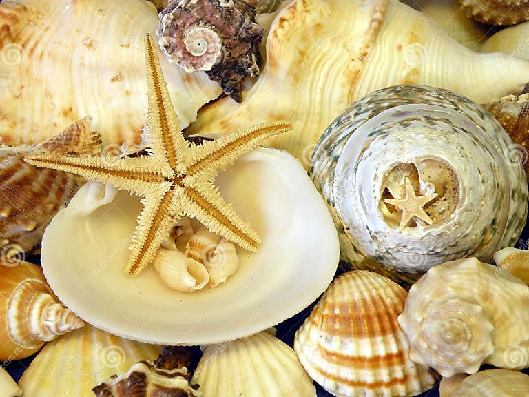 Shells and stars stock photo. Image of diving, decor - 14701602