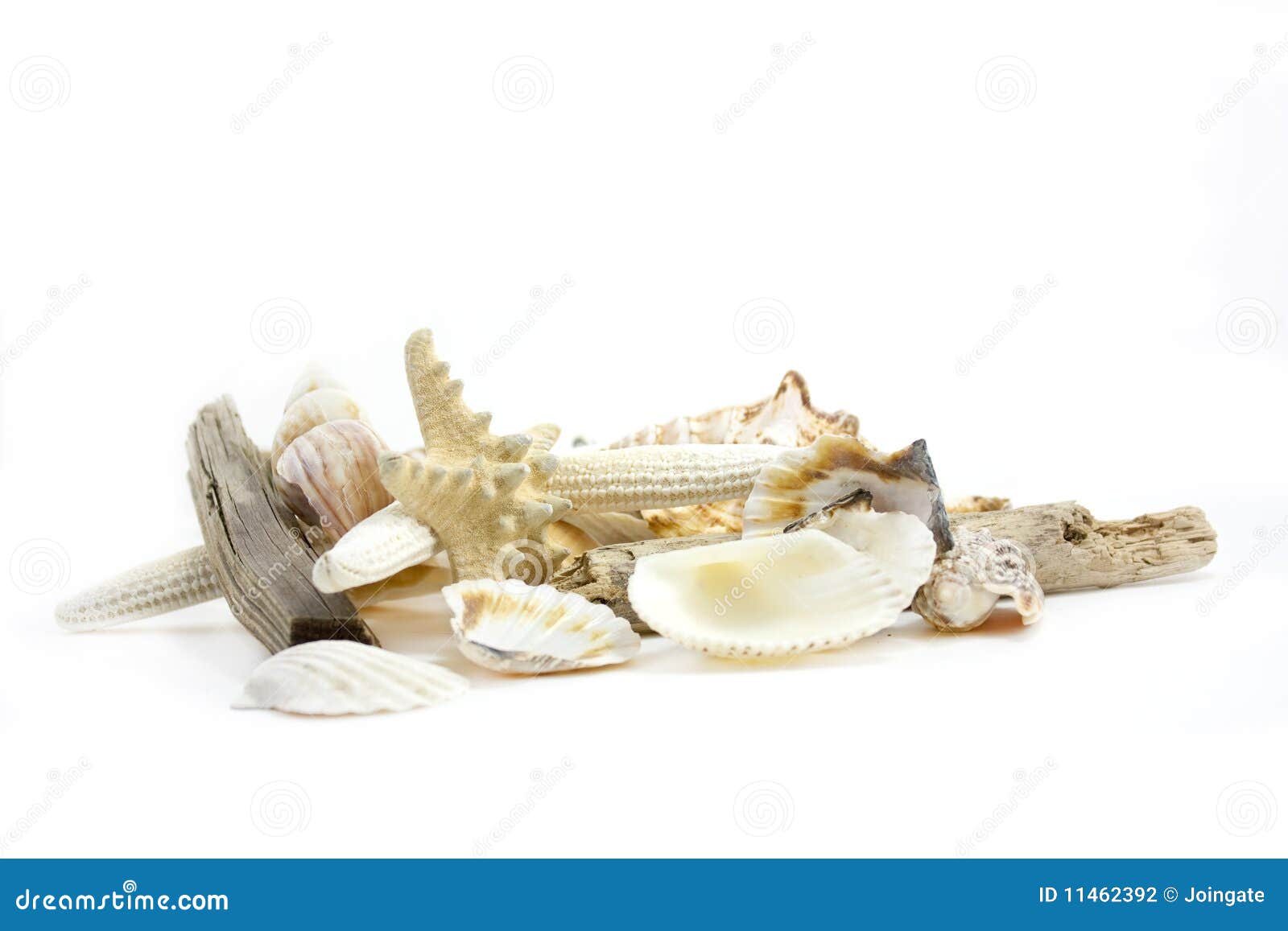 Shells still life stock photo. Image of white, beauty - 11462392