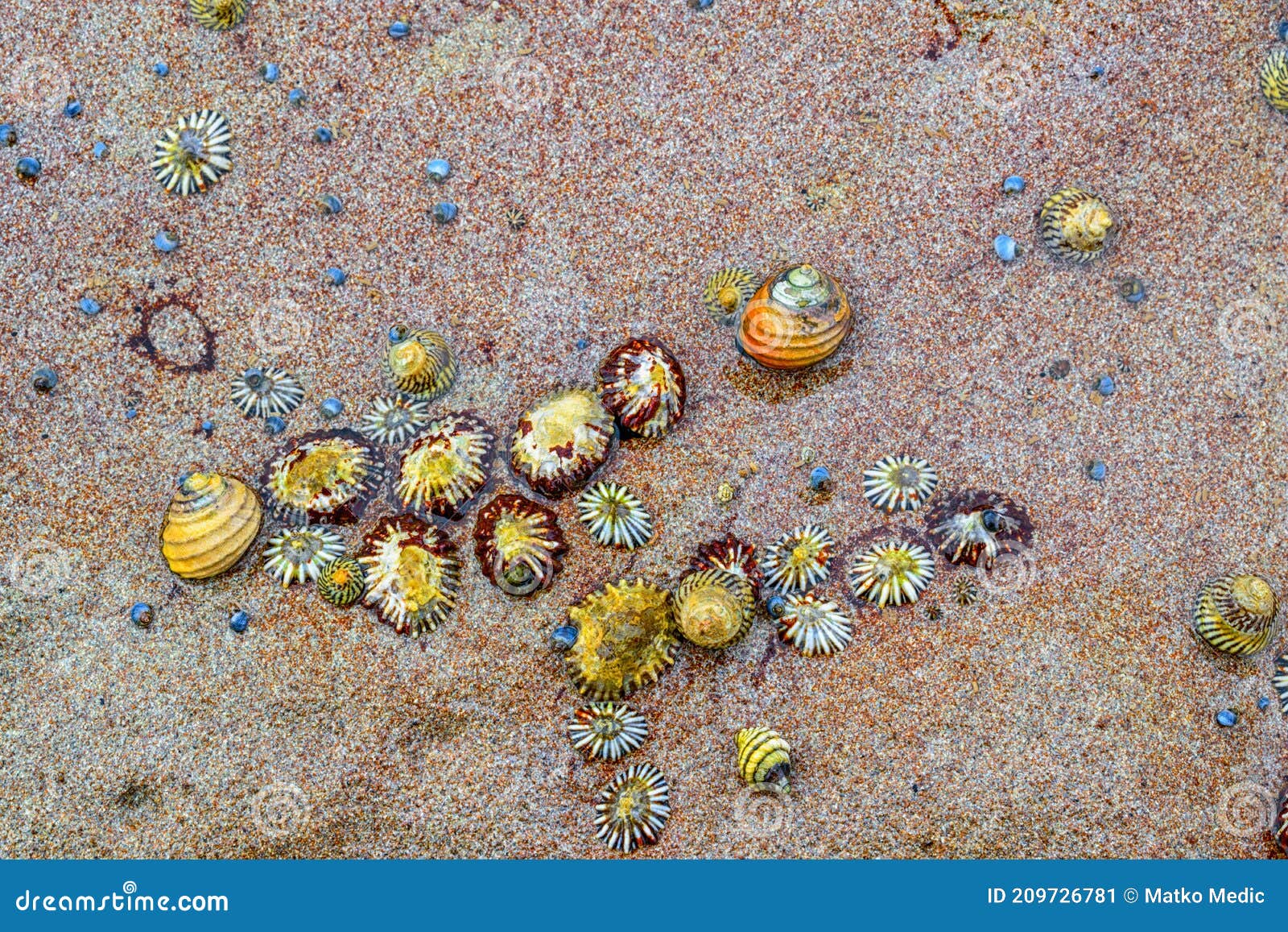 Shells Clinging To the Rock Face Stock Image - Image of shell ...