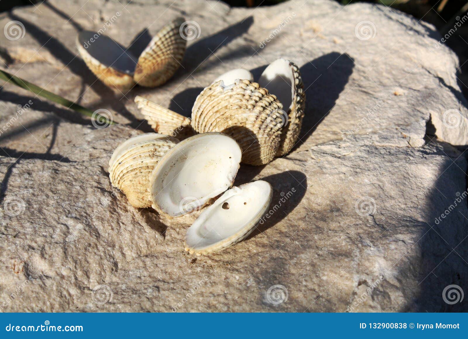 Shells on the Stone Beach. Adriatic Sea Stock Photo - Image of texture ...