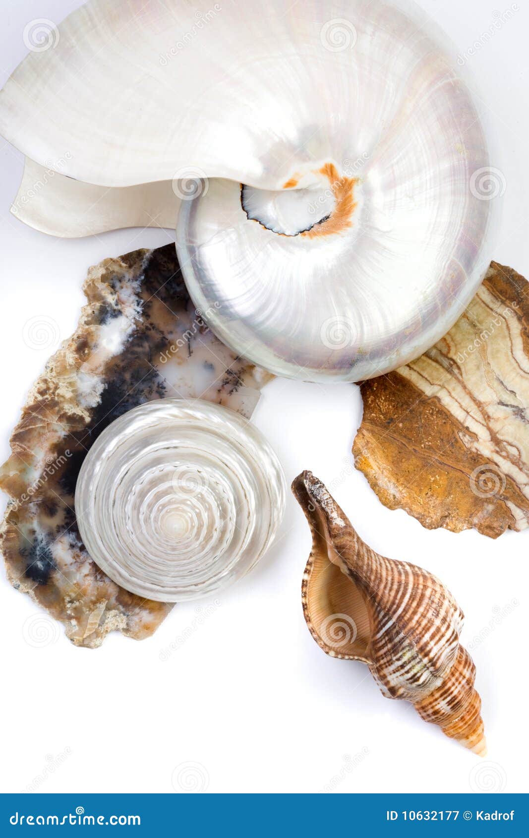 Shells and stones stock image. Image of hard, macro, quartz - 10632177