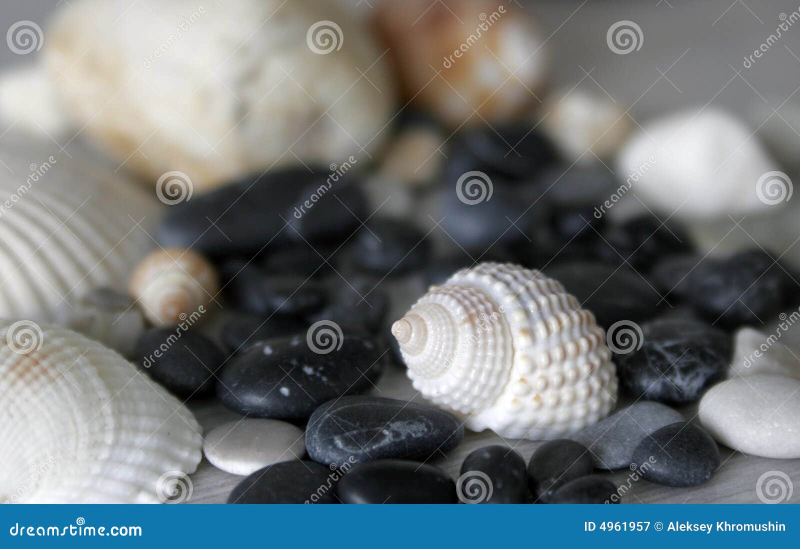 Shells and stones stock image. Image of stone, stones - 4961957
