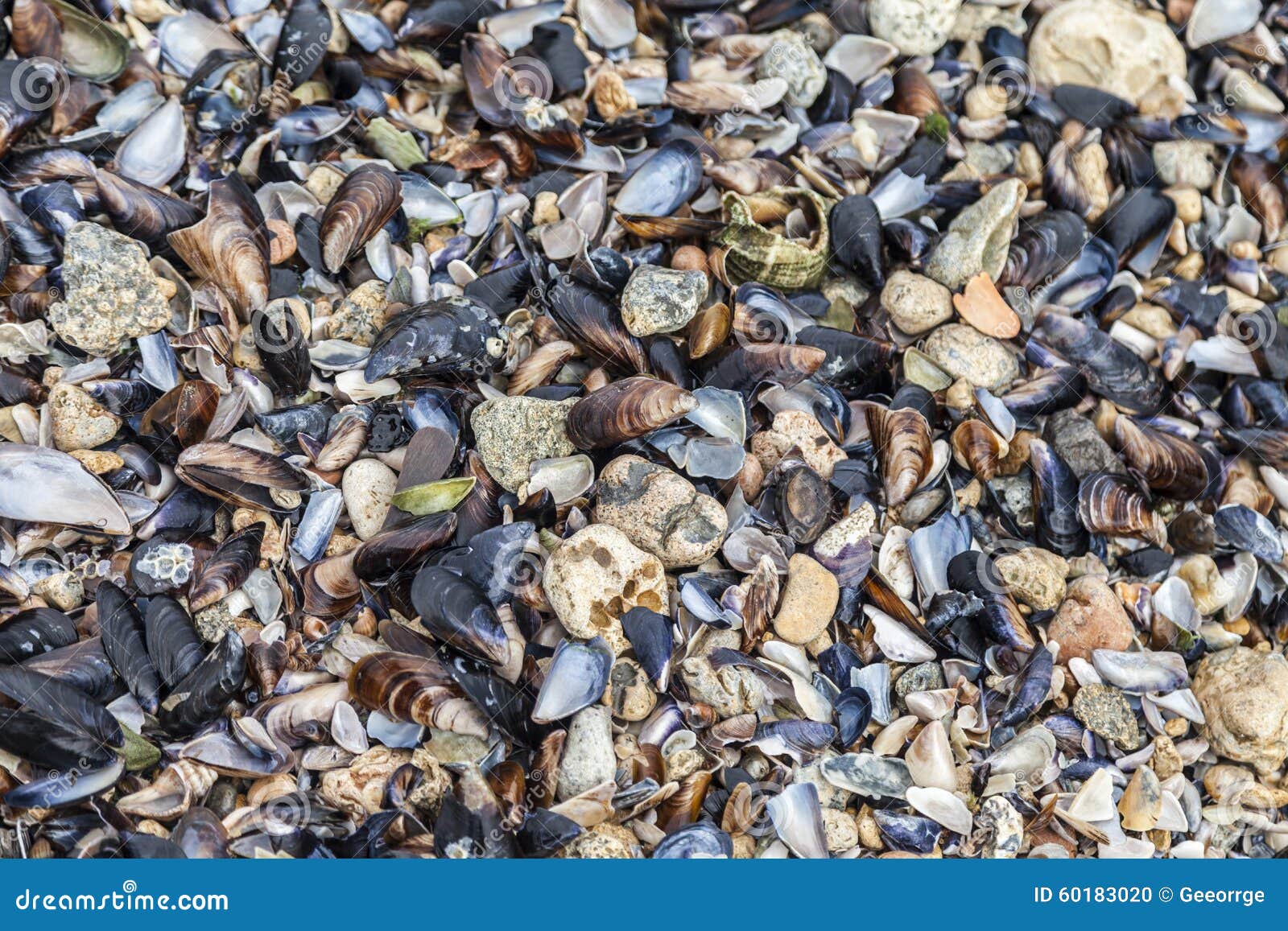 Shells and Stones on the Beach Stock Photo - Image of group ...