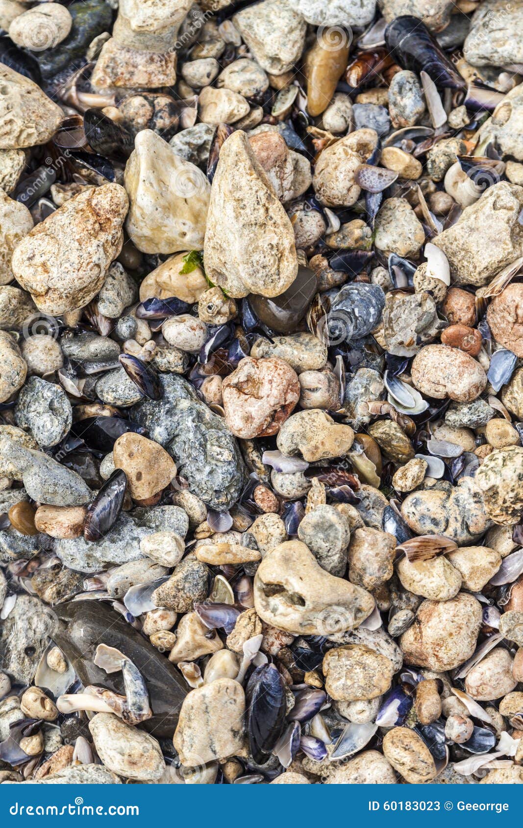 Shells and Stones on the Beach Stock Image - Image of ocean, coast ...