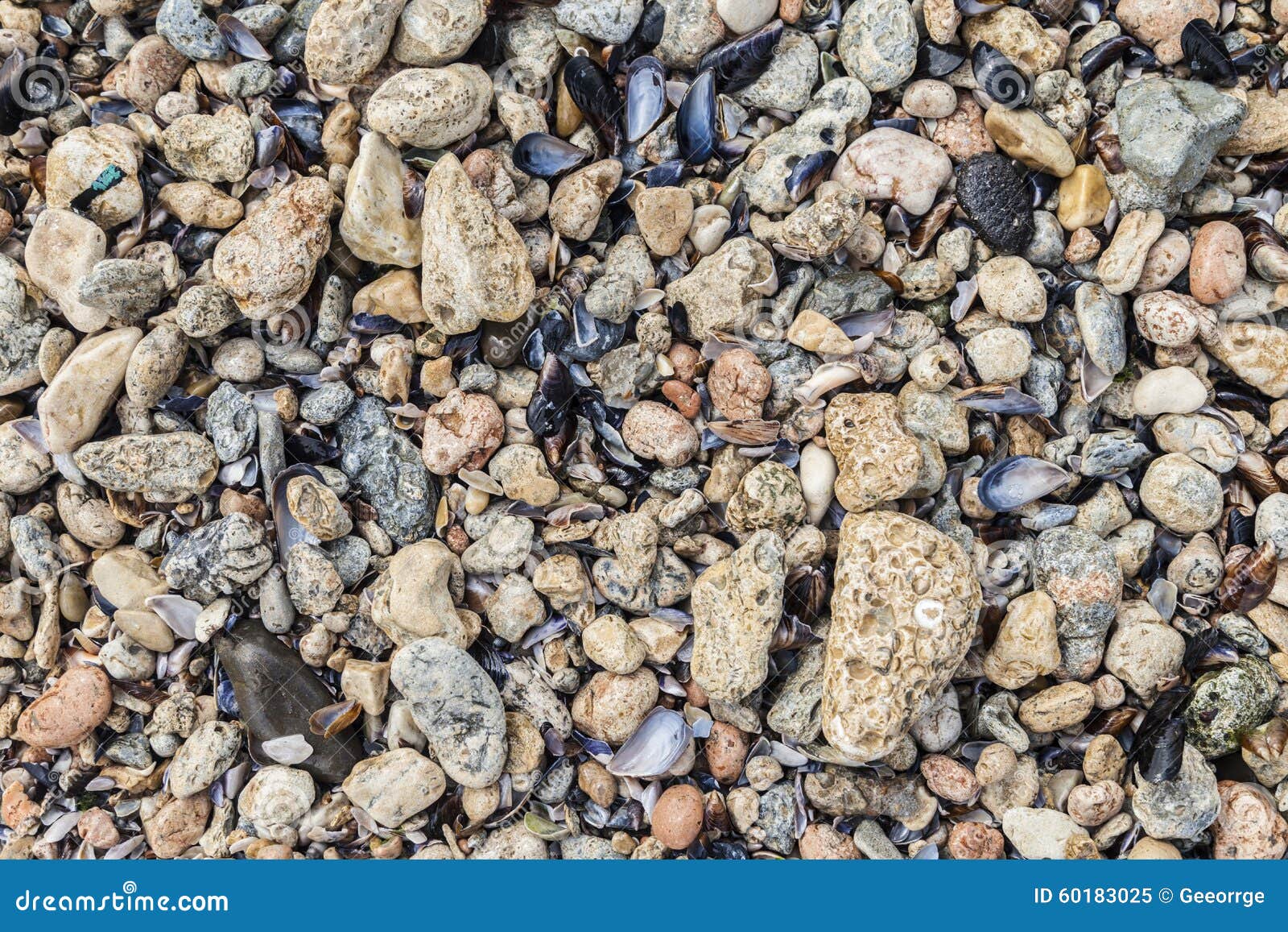 Shells and Stones on the Beach Stock Image - Image of white, fragile ...