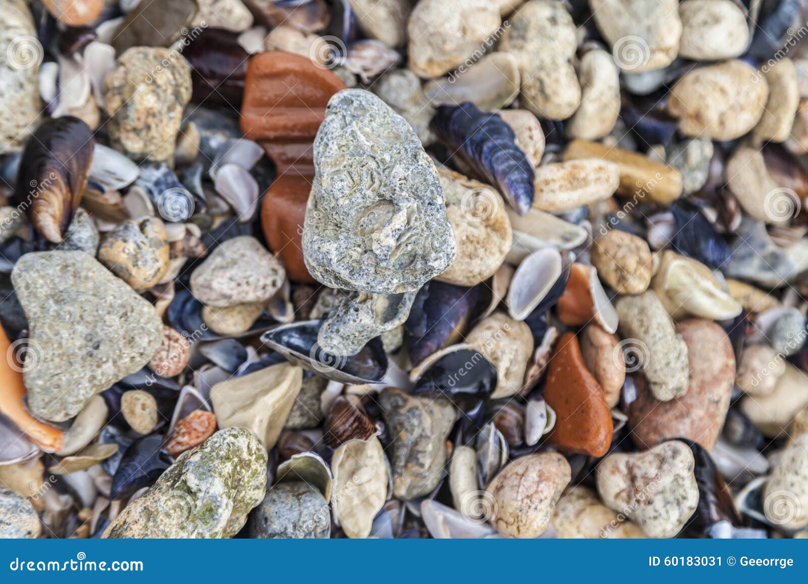 Shells and Stones on the Beach Stock Image - Image of vacation ...