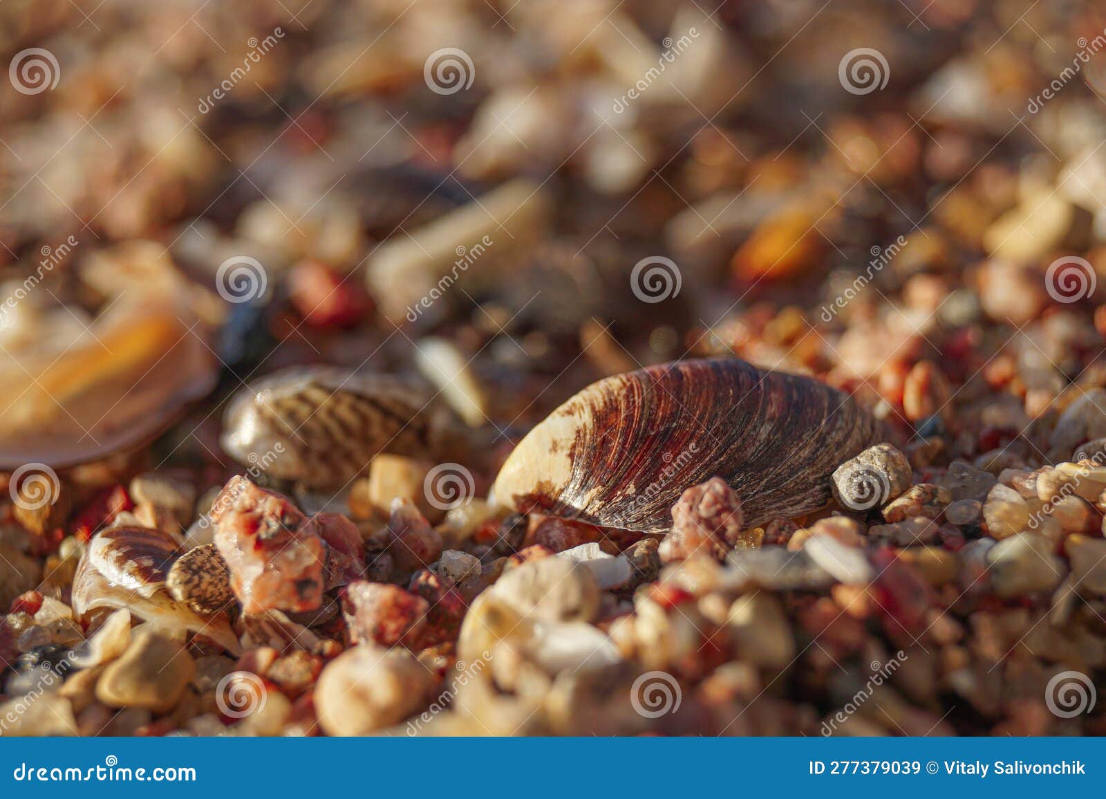 Shells and Stones on the Beach Stock Image - Image of stones, shells ...