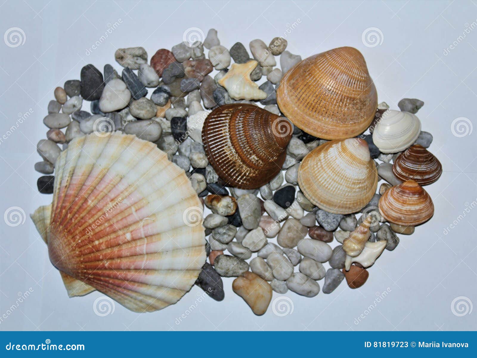 Shells and stones stock image. Image of sand, ocean, isolated - 81819723