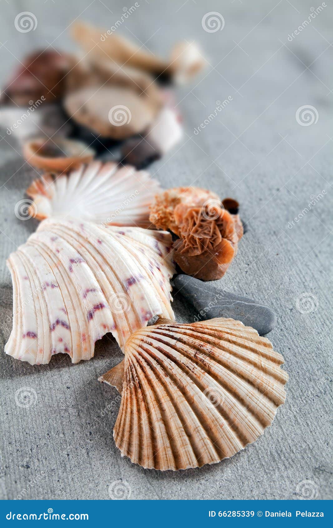 Shells, Stones and Desert Rose Stock Image - Image of nature, beach ...