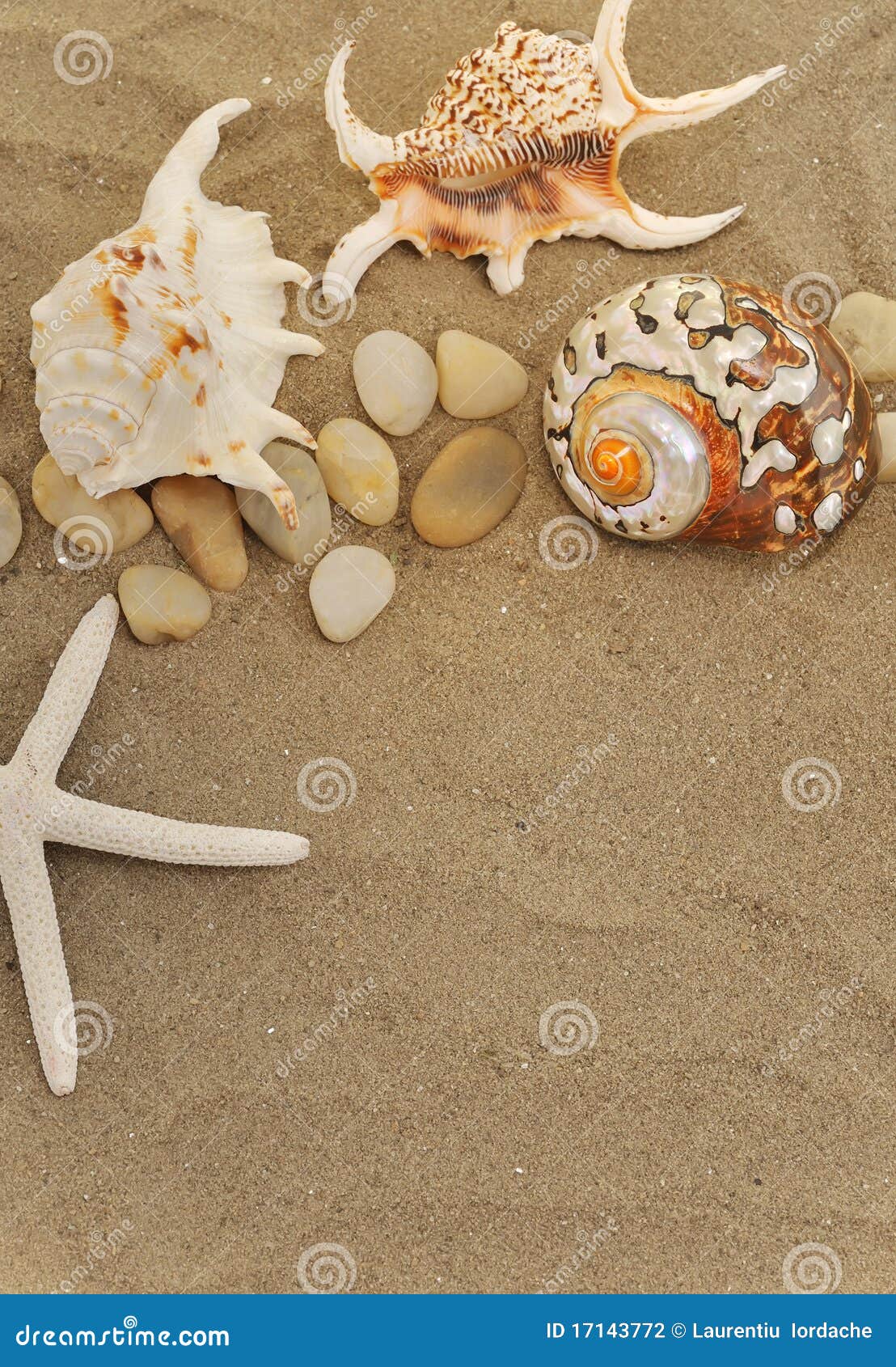 Shells and stones on sand stock photo. Image of ocean - 17143772