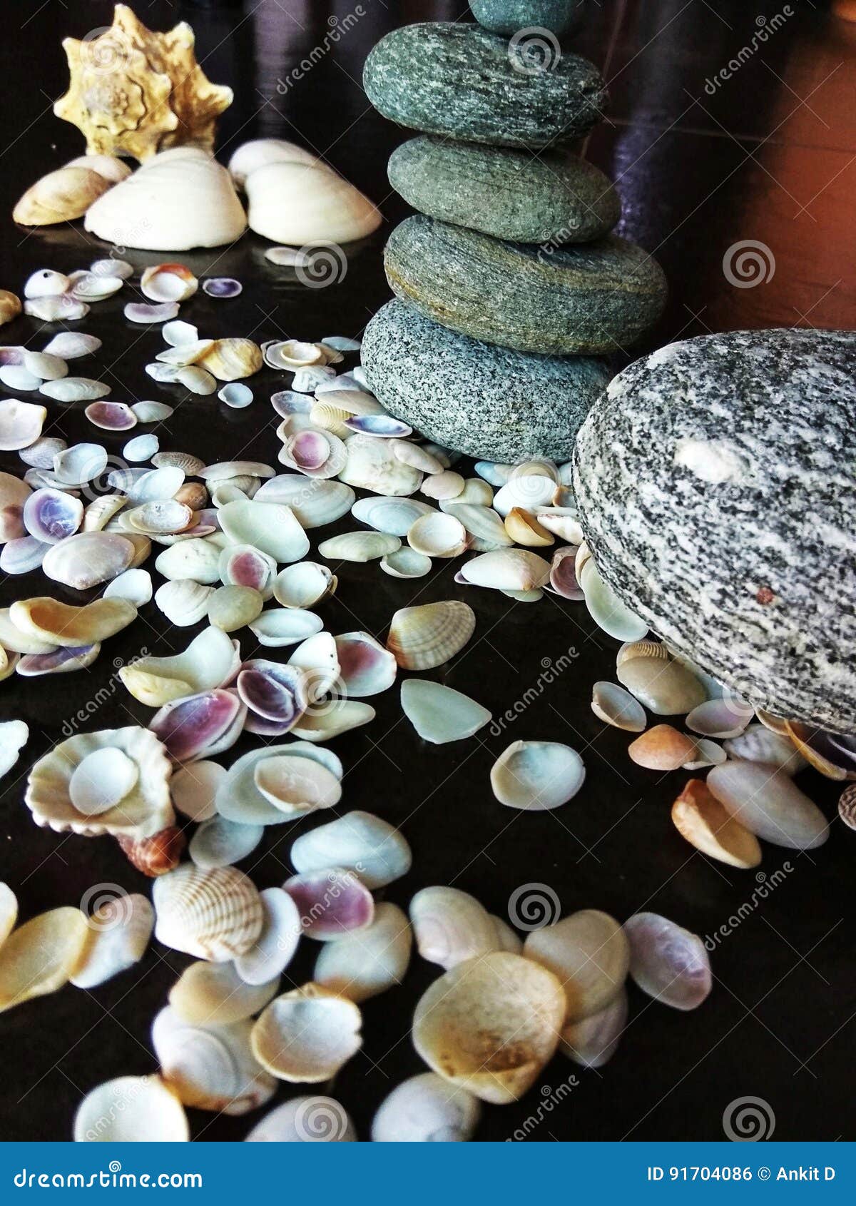Shells and stones stock photo. Image of stones, shells - 91704086
