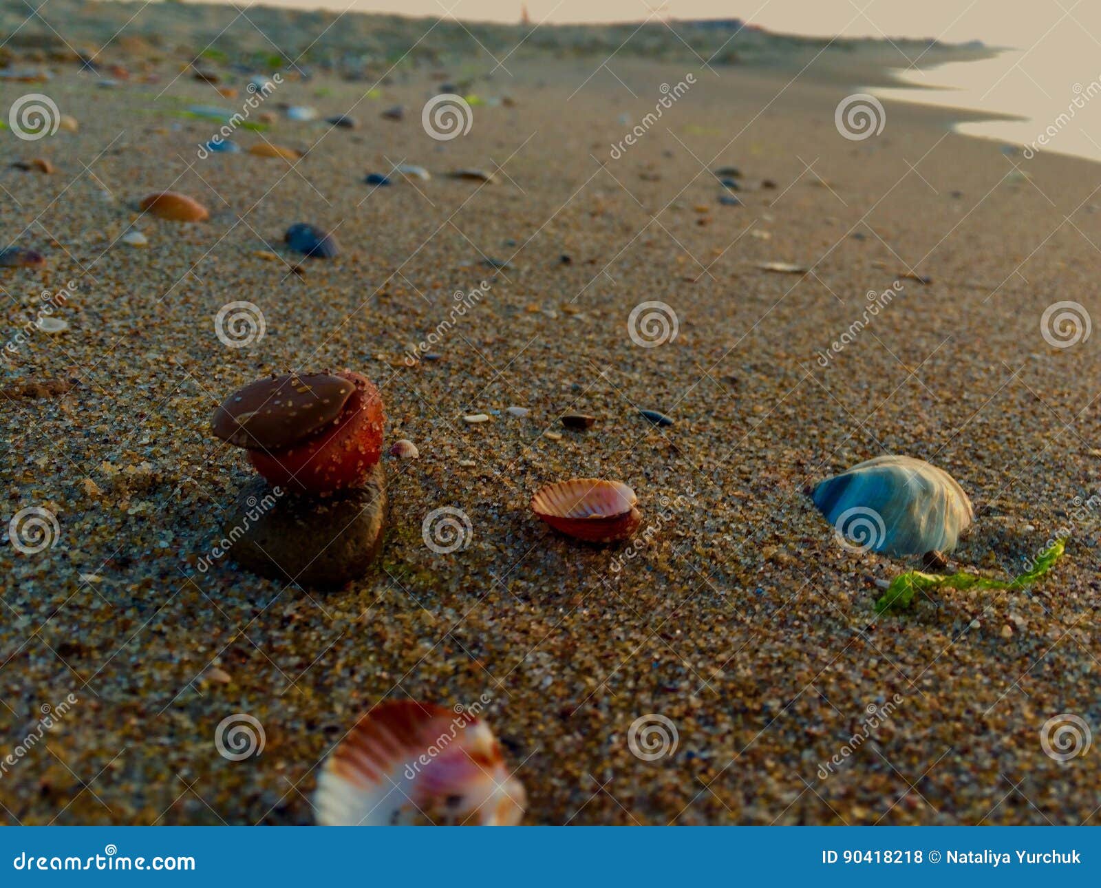 Shells and Stones on a Sunrise at the Seashore Stock Photo - Image of ...