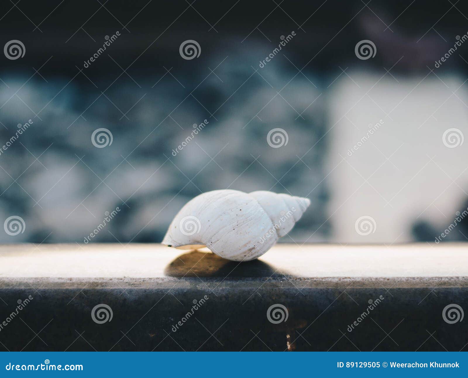 Shells on the street stock image. Image of aquarium, beach - 89129505