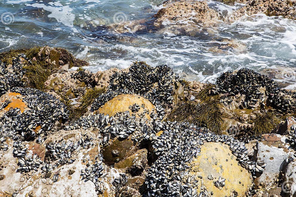 Shells stuck on rocks stock photo. Image of animal, ocean - 119520436