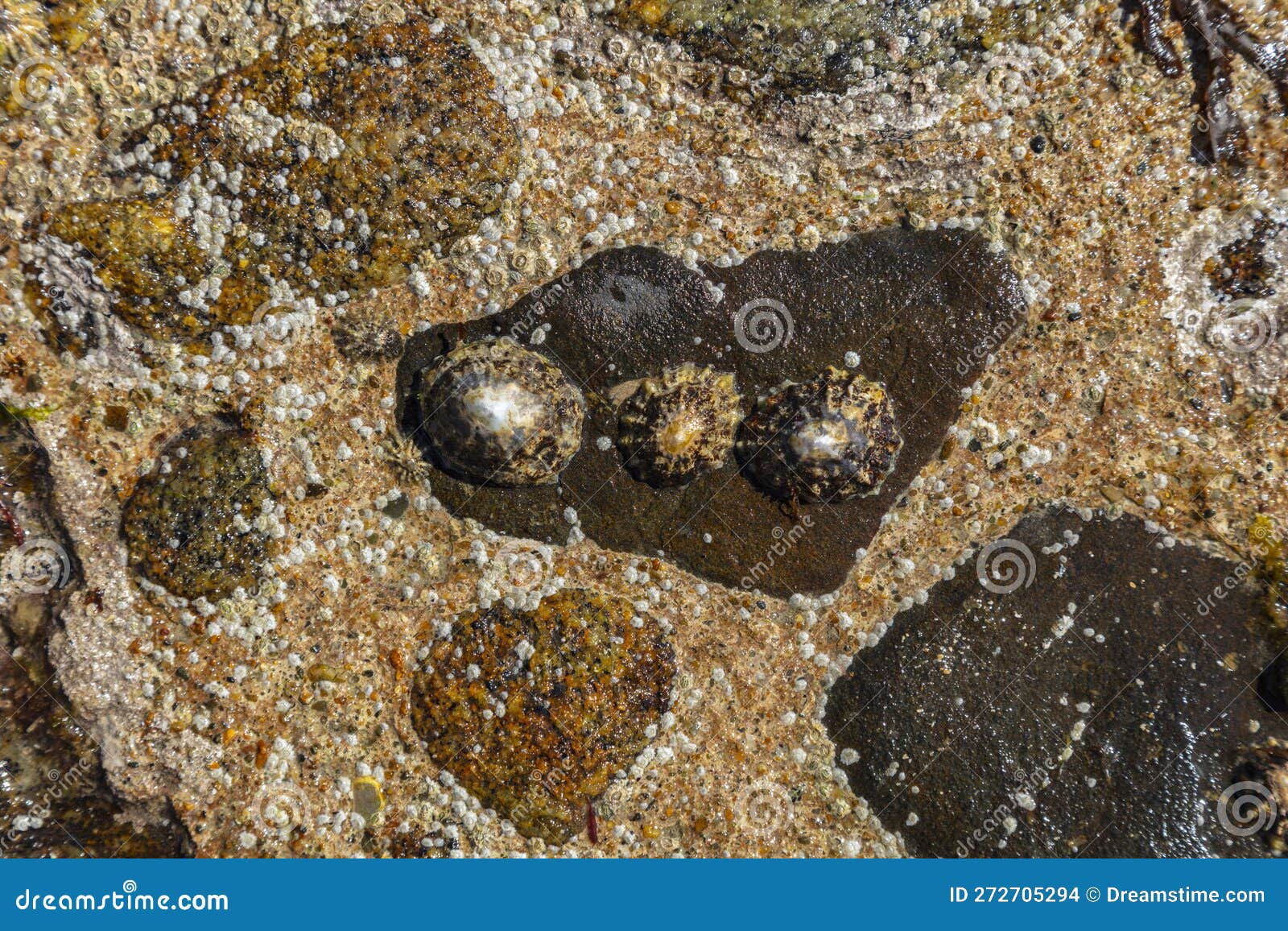 Shells Stuck To Stones, Top View Stock Photo - Image of natural, stuck ...