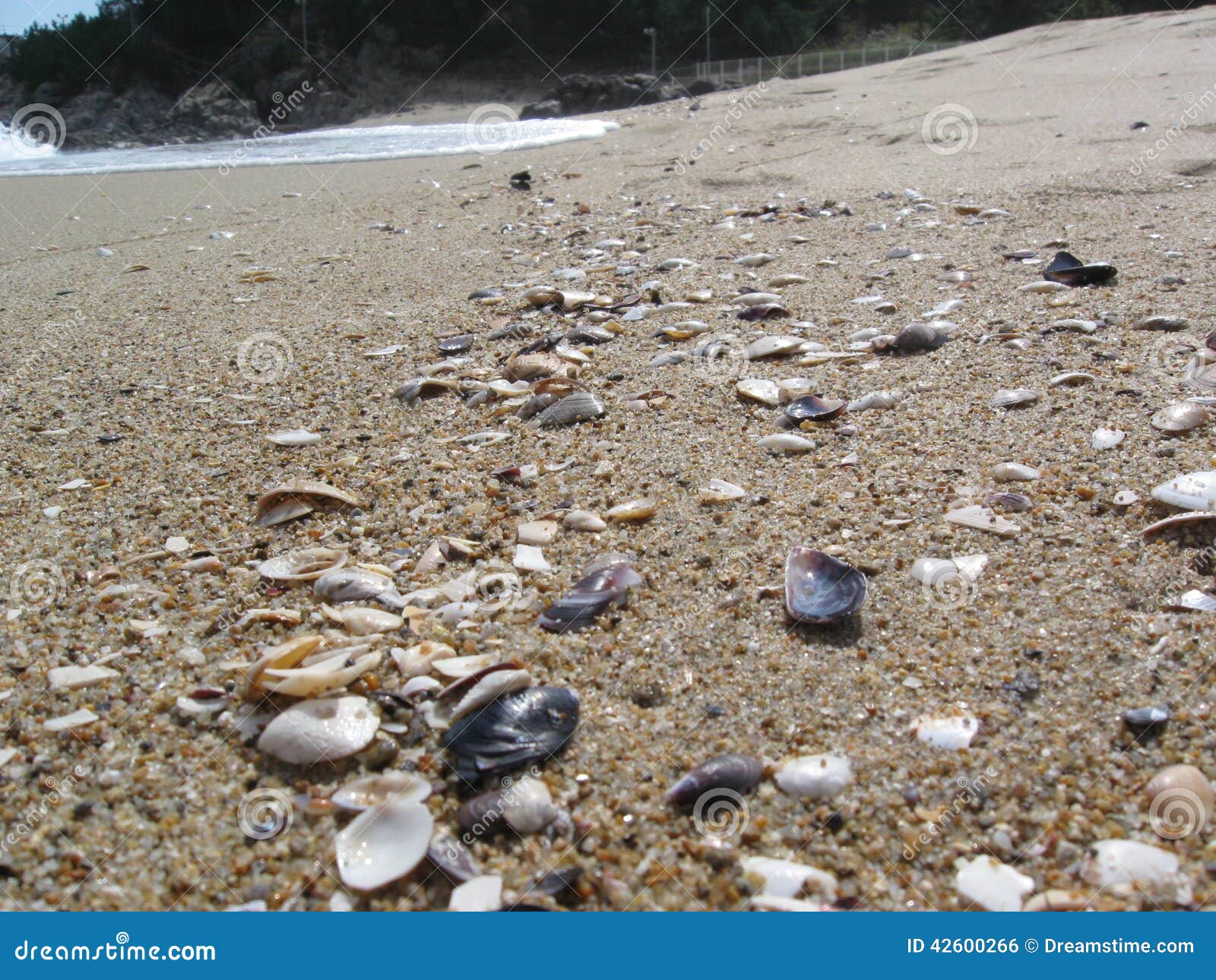 Shells and Surf on the Beach Stock Photo - Image of thoughts, prayers ...