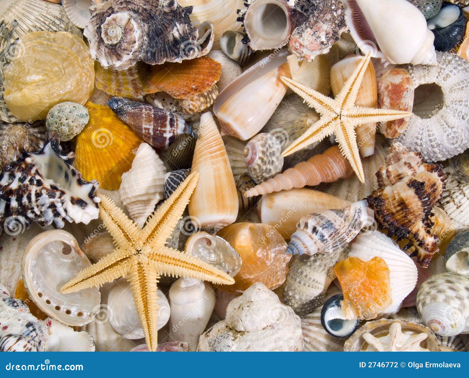 Shells texture stock photo. Image of marines, group, beach - 2746772