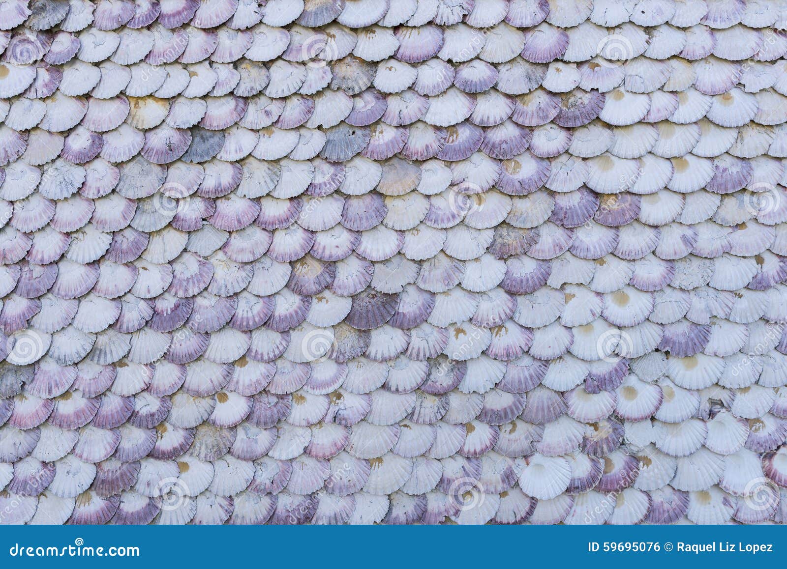 Shells texture. stock photo. Image of seafood, resources - 59695076