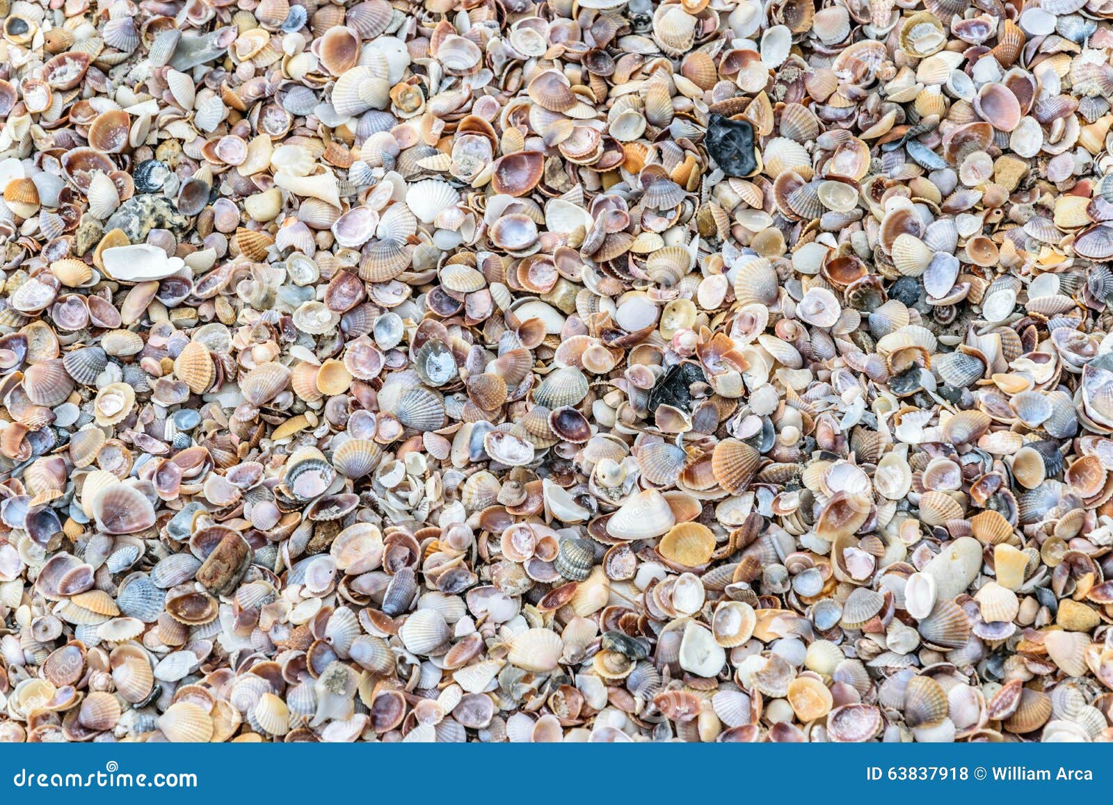 Shells texture finish stock photo. Image of seaside, outdoor - 63837918