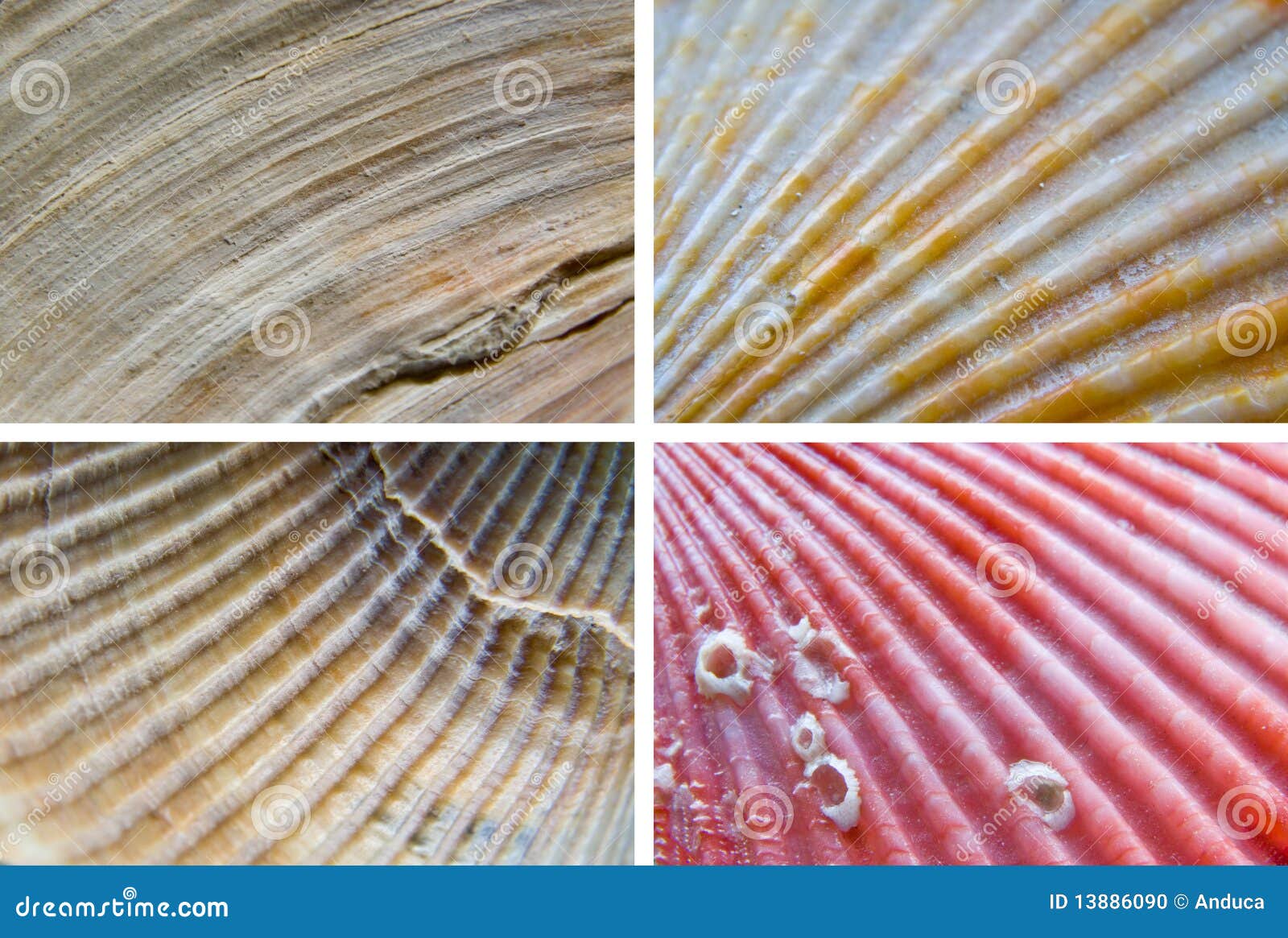 Shells textures stock photo. Image of objects, varied - 13886090