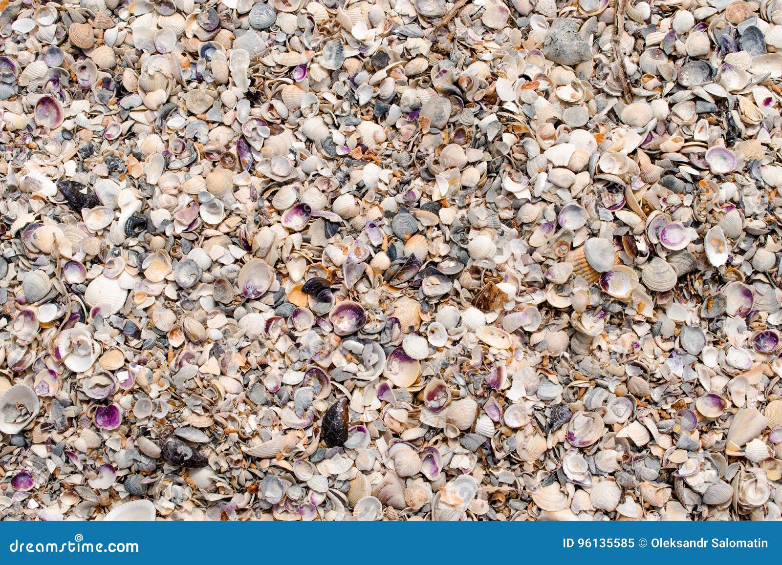 Shells Textures Stock Image Image Of Gray Beach Gravel 96135585