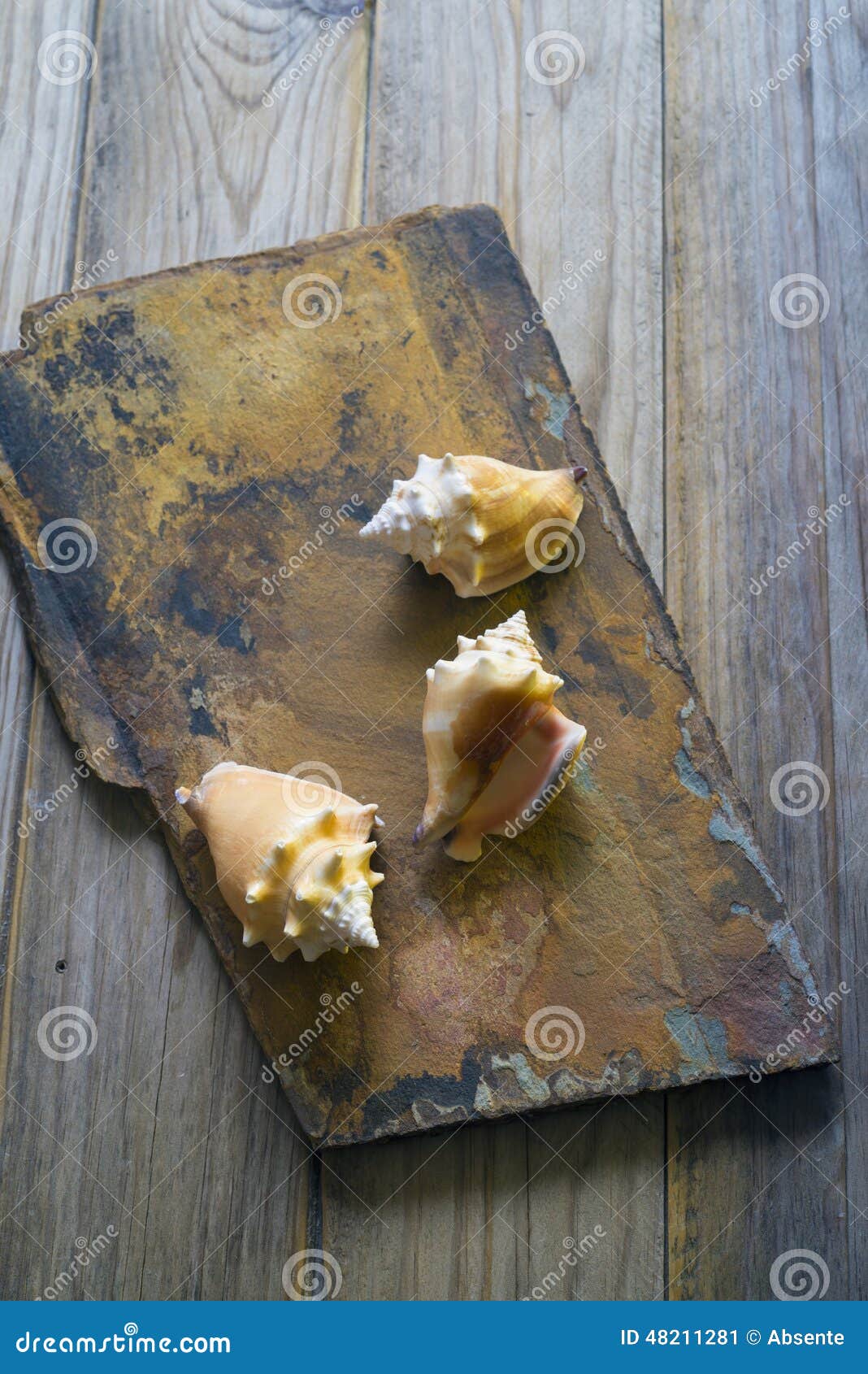 Shells stock image. Image of flake, shell, rodeno, wood - 48211281